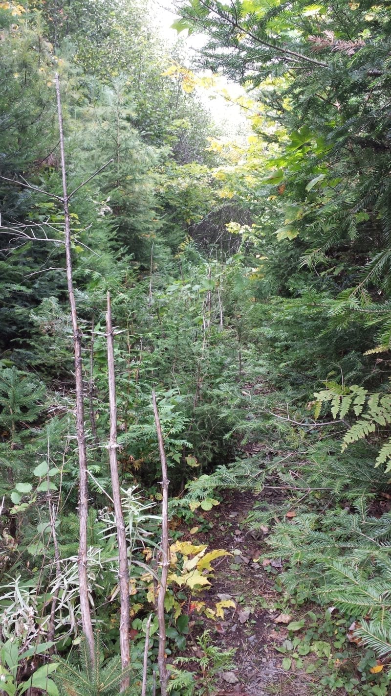 How to find the Abandoned Locomotives of the Eagle Lake & West Branch ...